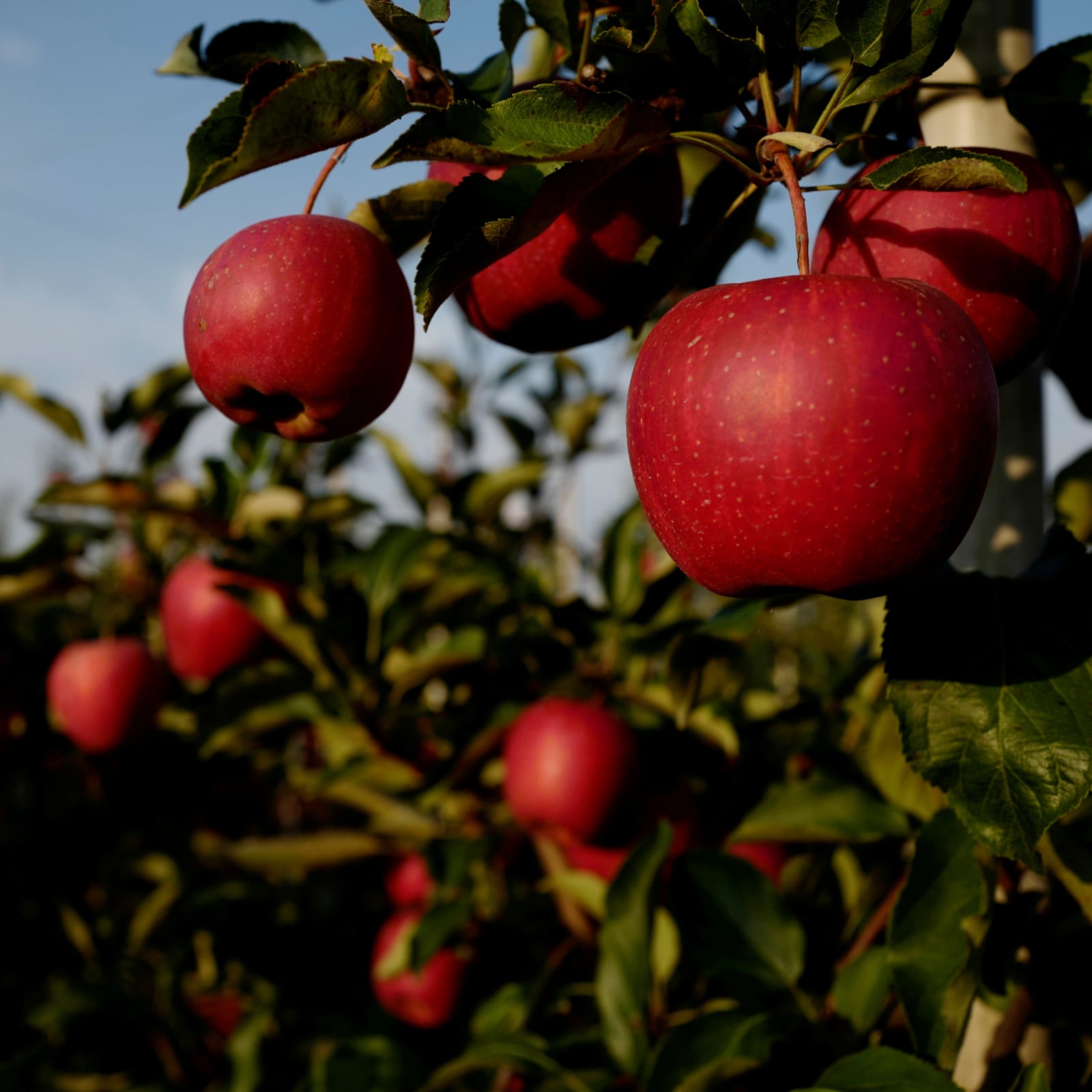 Pulwama’s Litter tehsil emerges as hub for high-density apple varieties ...