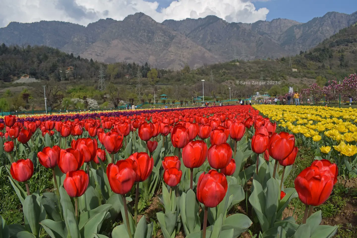 Srinagar Tulip Garden: The Eden of Blossoms - Gadyal News Kashmir