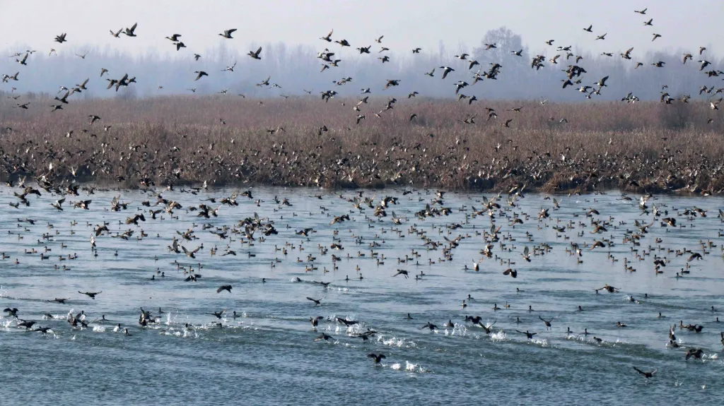 Thousands of Migratory Birds Flock to Wetlands of Pampore - Gadyal News ...