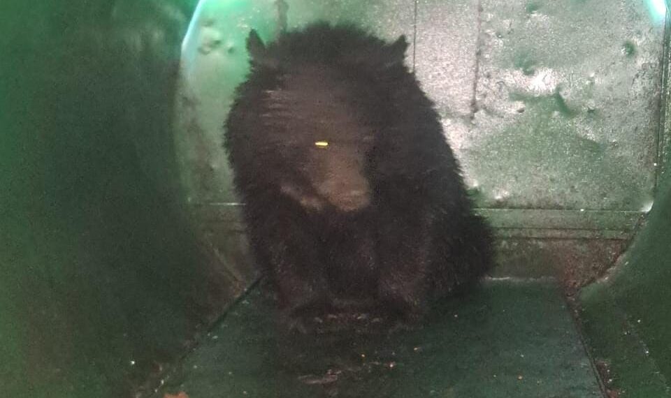Runaway Bear Caught in Srinagar After 11 Days; Hunt On for Second One ...